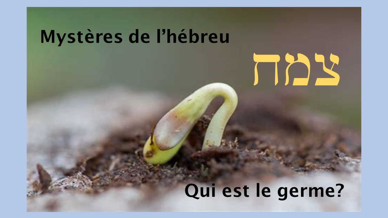 Mystères de l’hébreu : Qui est le germe ? | Nétivot Olam